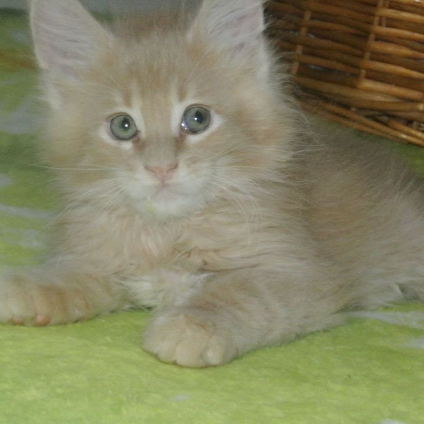 Нежный и брутальный