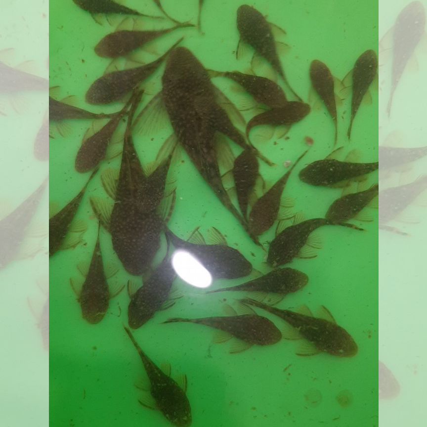 Сом анциструс