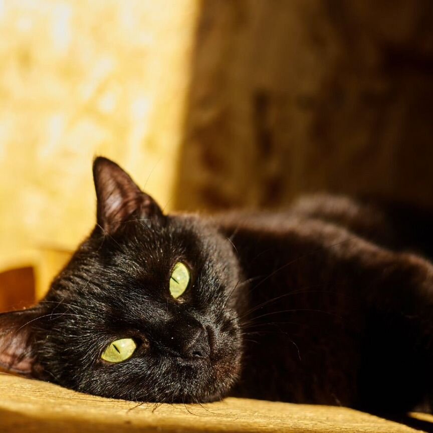 Кошка