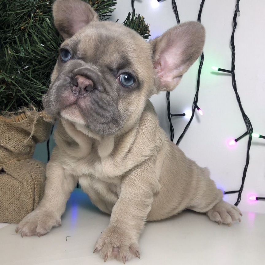 Лучший мальчик