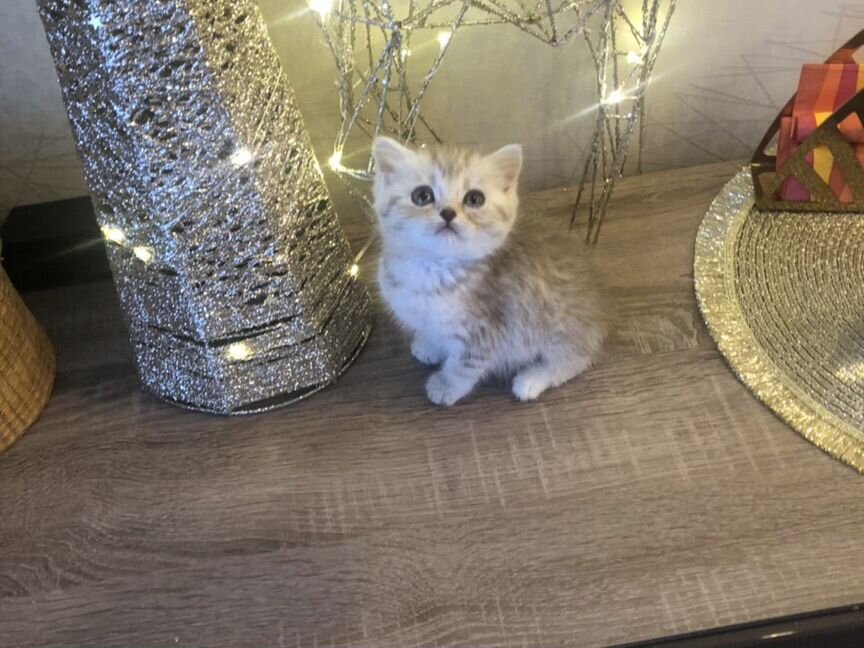 Шотландские прямоухие котята