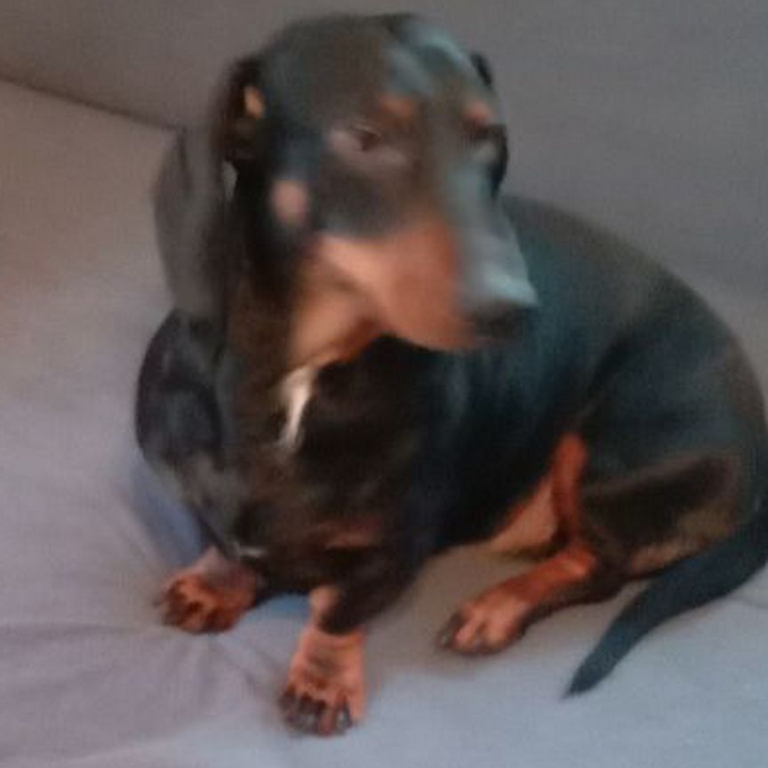 Такса, взрослый пёс