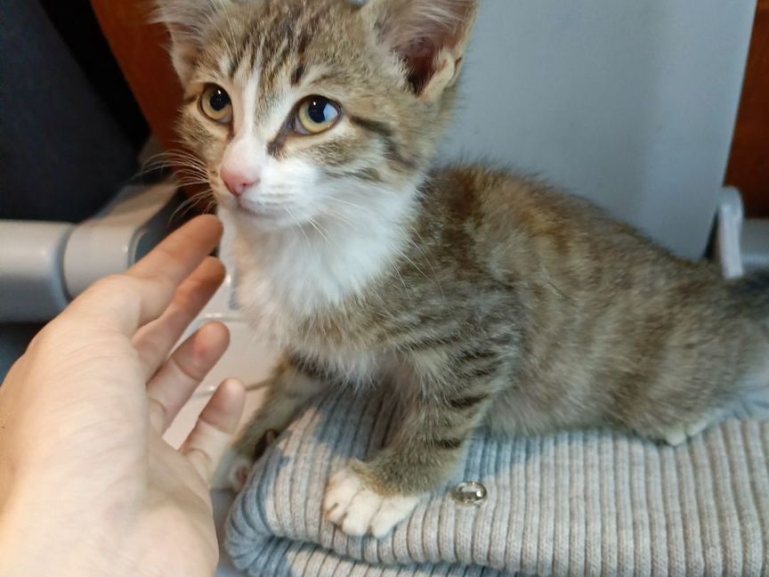 Котёнок Елисей