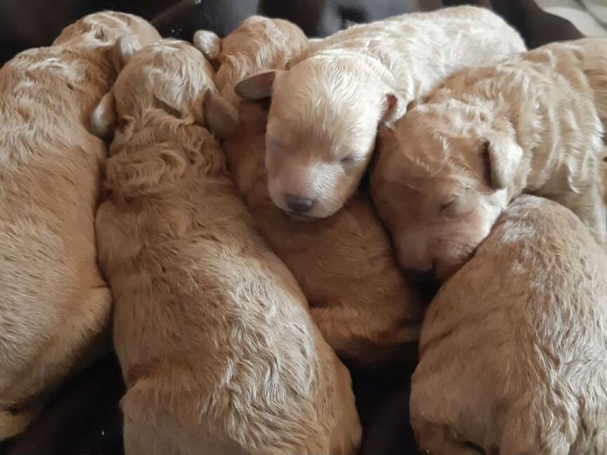 Щенята той пуделя (бронь)