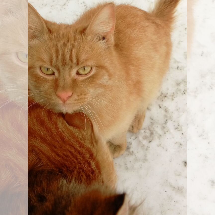 Взрослый кот в добрые руки