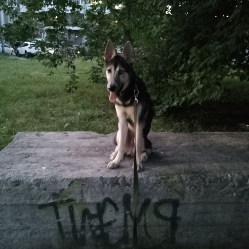 Собака в добрые руки