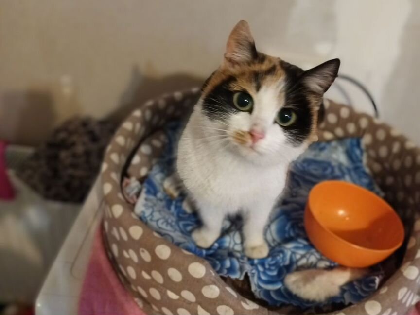 Кошечка 6 мес