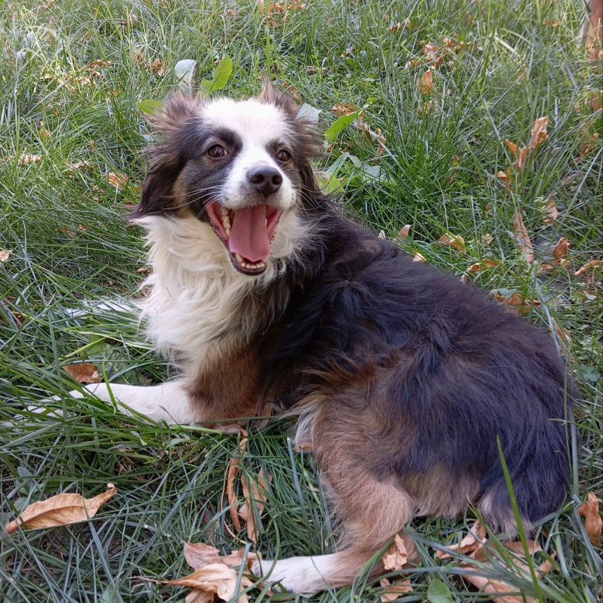 Собака мальчик бесплатно