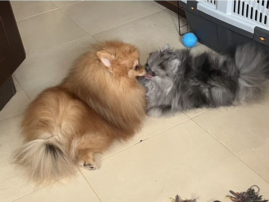 Кобель шпиц немецкий