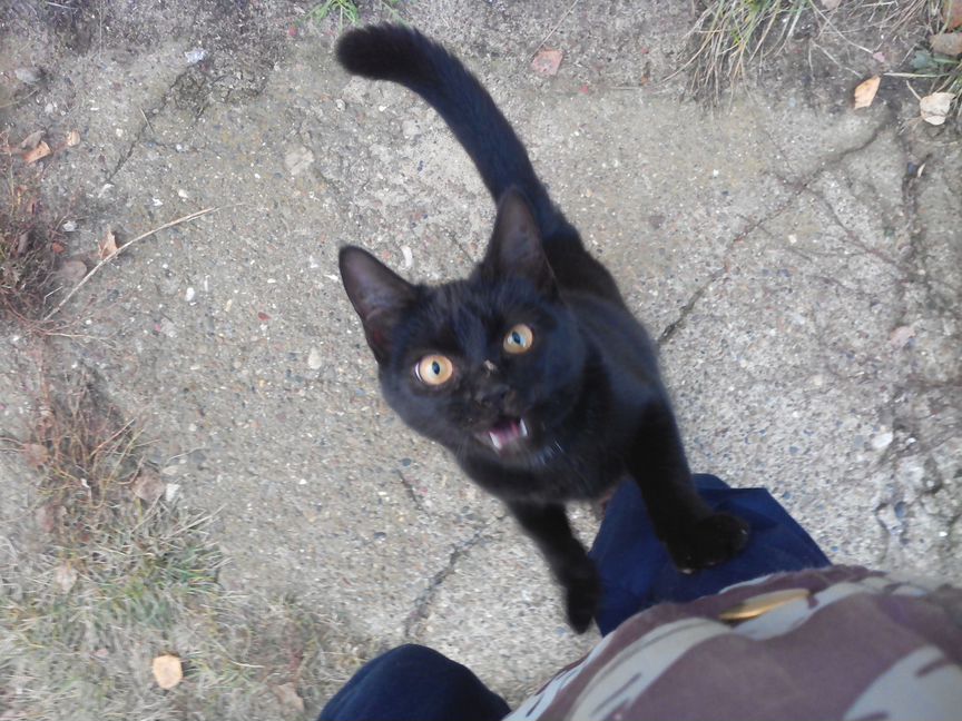 Черный котенок