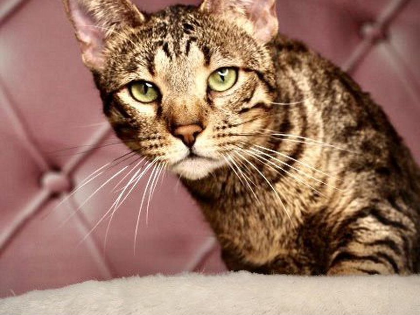 Кошечки саванна