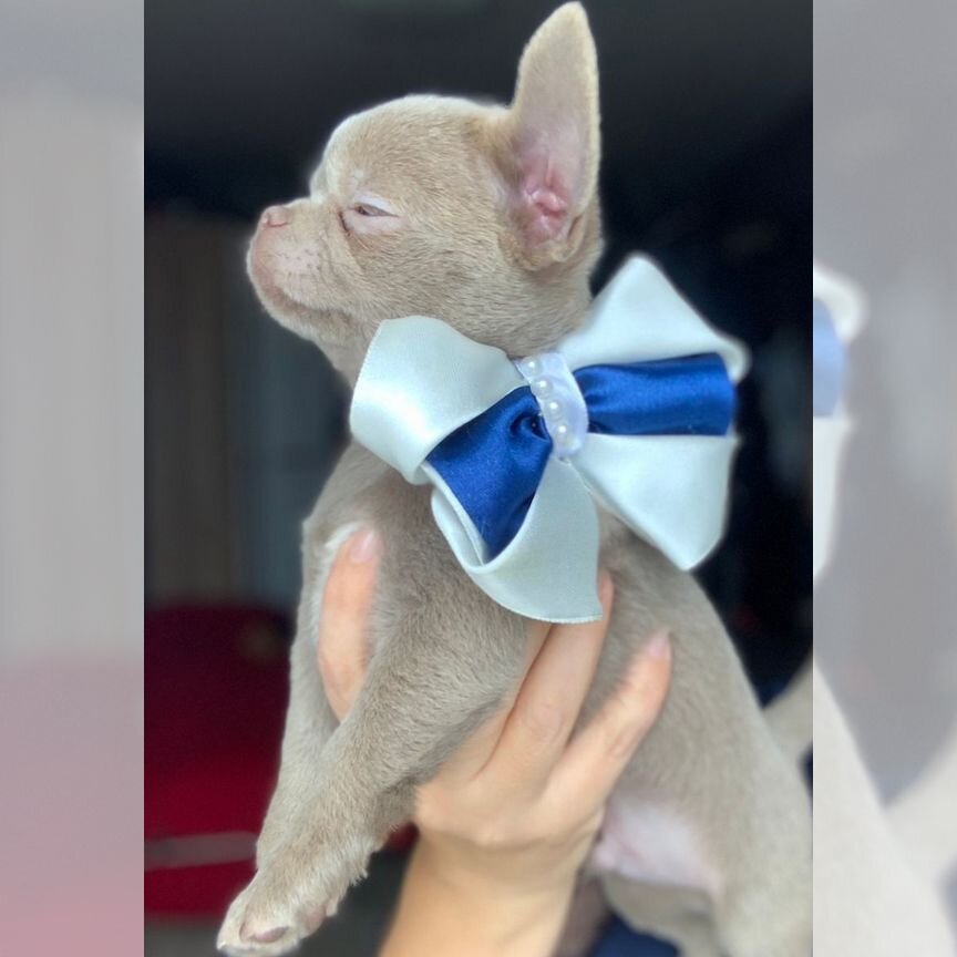 Чихуахуа, щенок