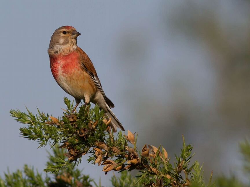 Продам снигерей, щеглов, реплов