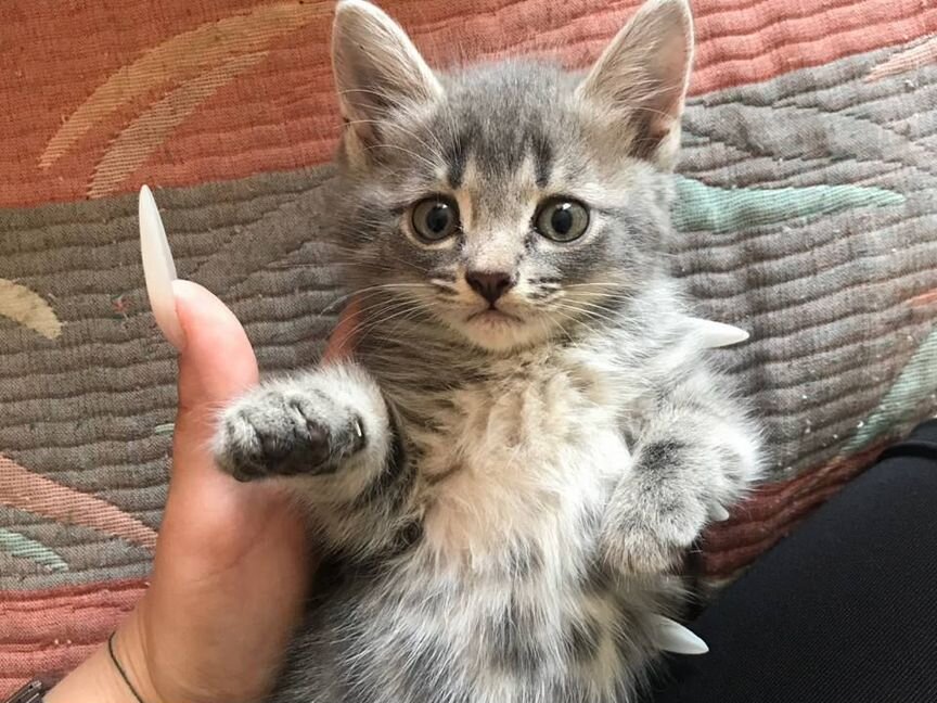 Котёнок в добрые руки