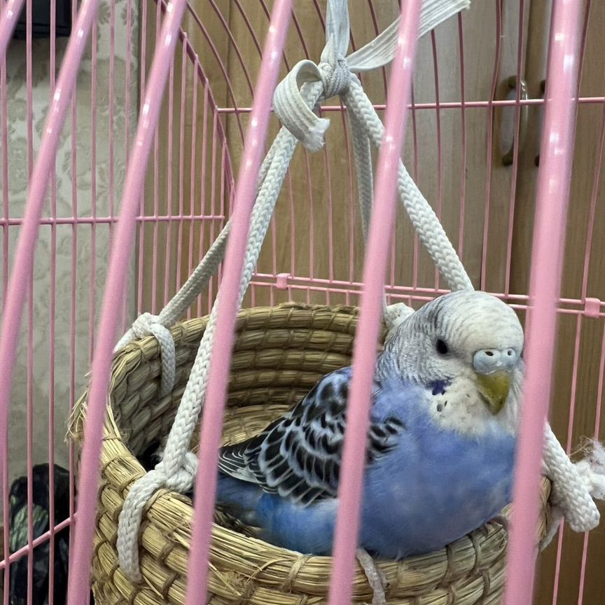 Волнистый попугай