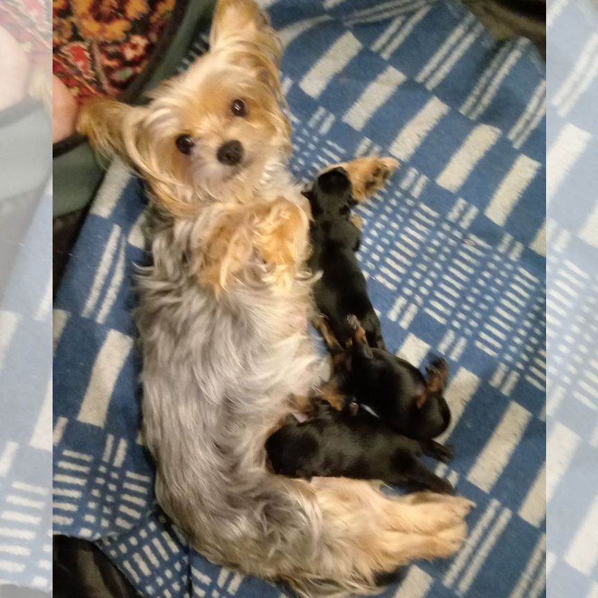 Йоркширский терьер, щенок