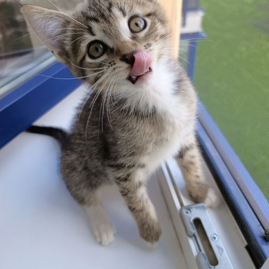 Котенок