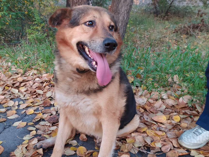 Пес из живодерни со сломанной лапой ищет дом