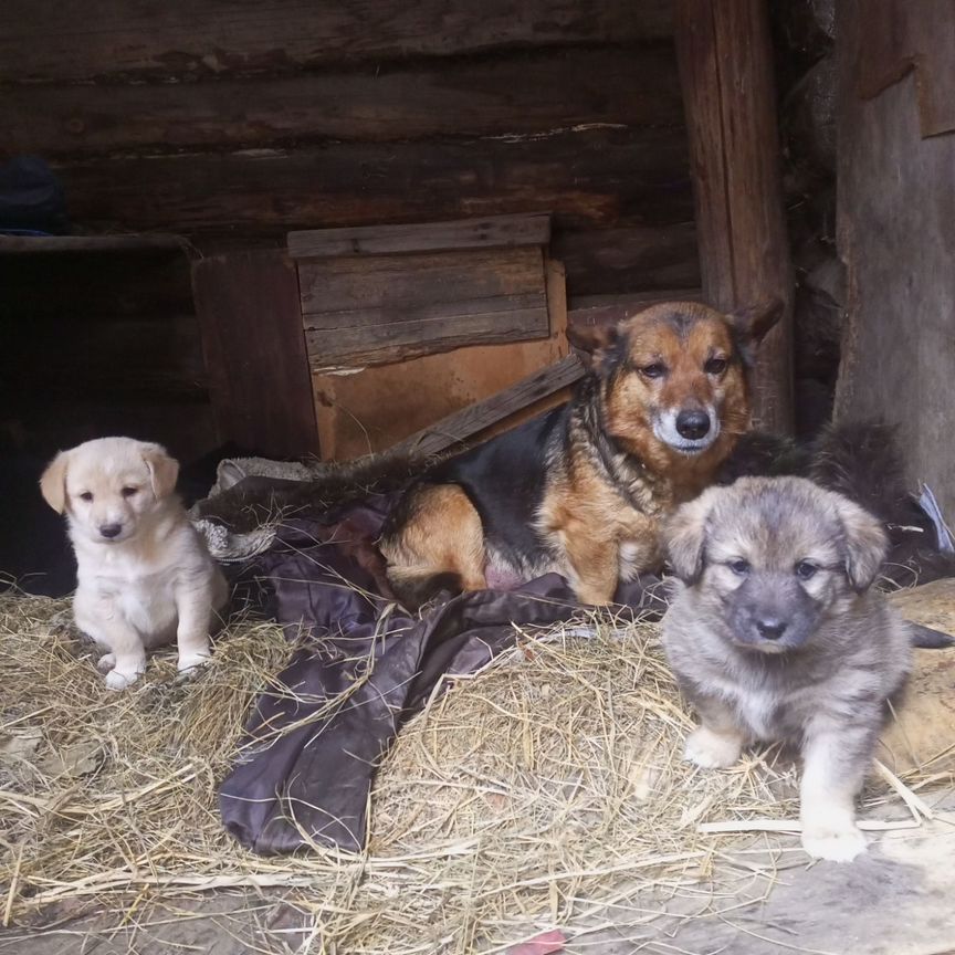 Отдам в добрые руки двух симпатичных девочек