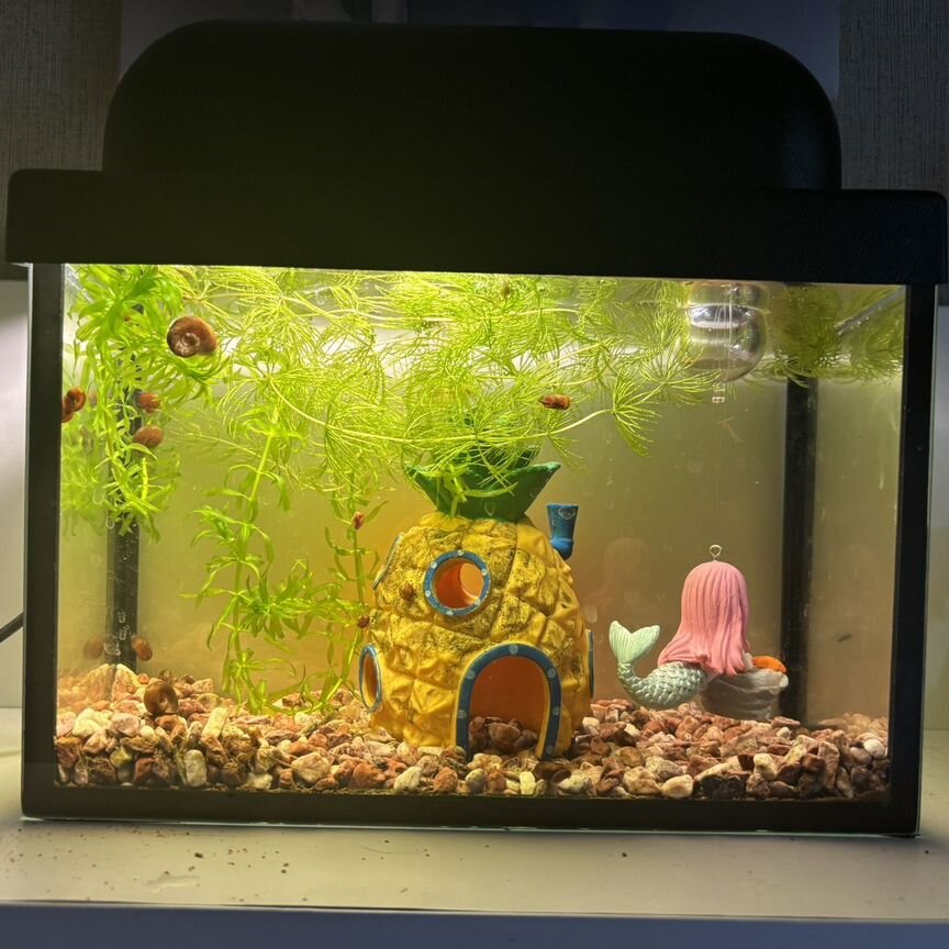 Аквариум на 5 литров