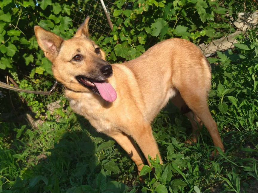 Собака Рокси