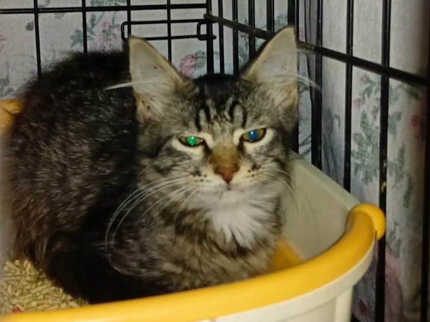 Никому не нужный Кузьма ищет дом