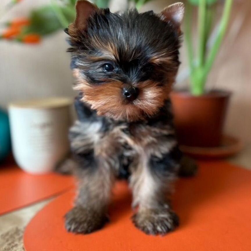 Йоркширский терьер, щенок