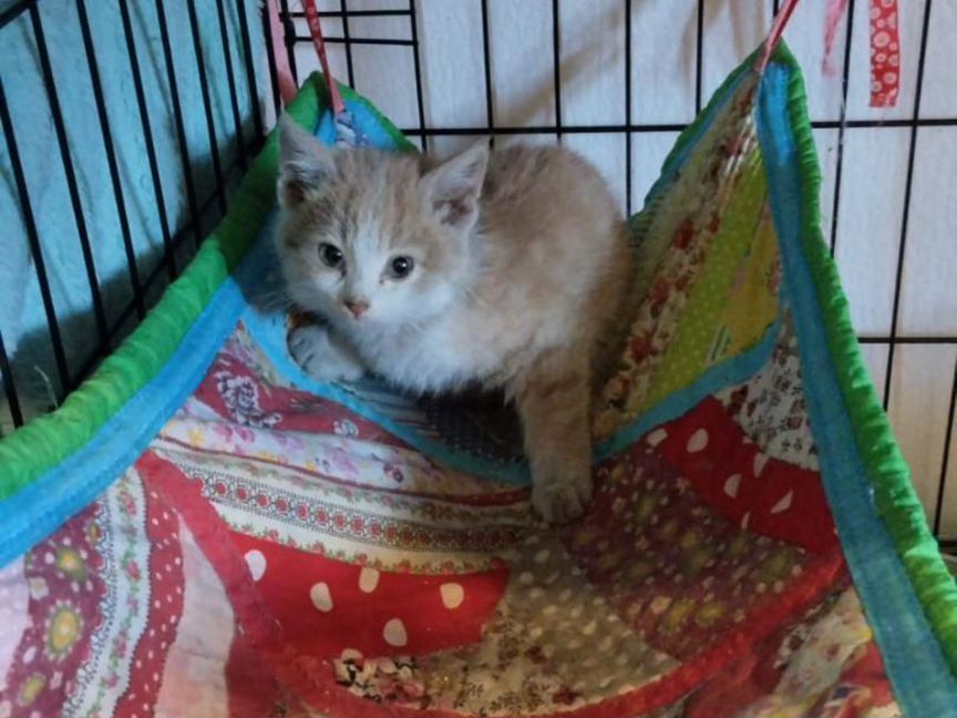 Мисти котёнок в добрые руки