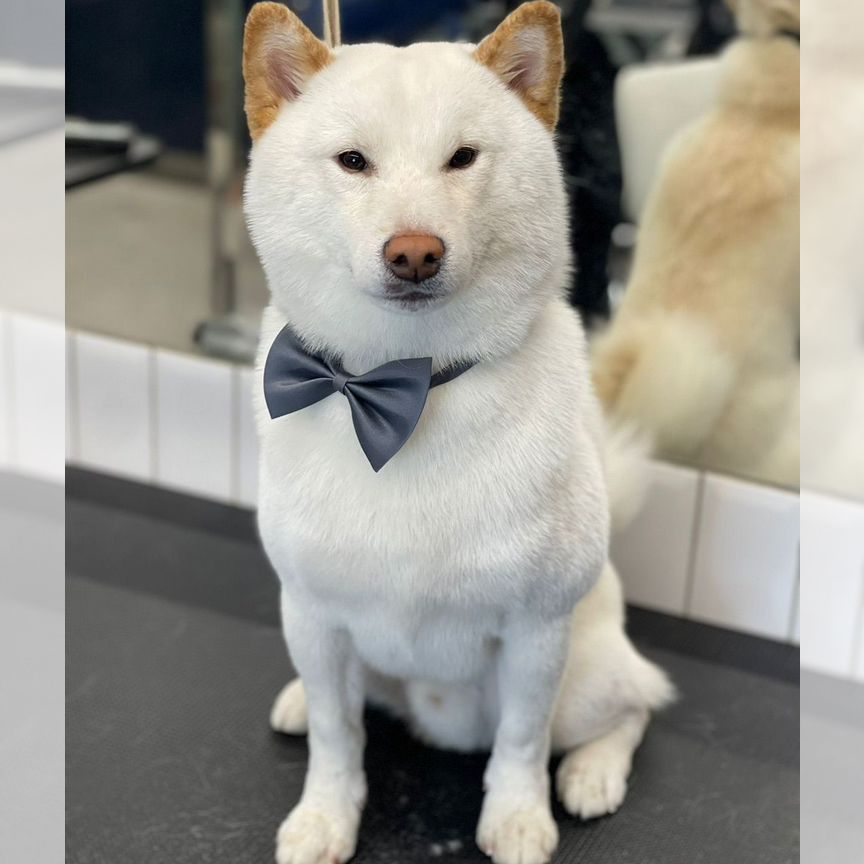 Сиба ину мальчик