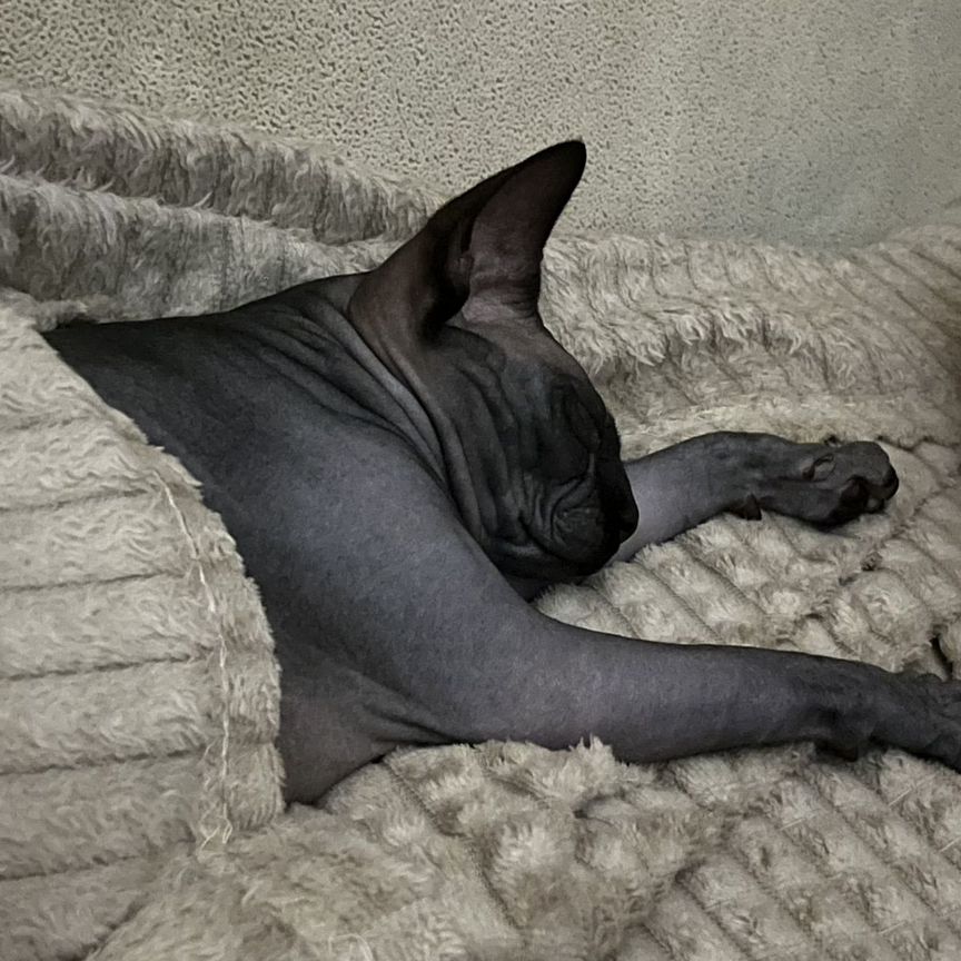 Канадский сфинкс, взрослая кошка