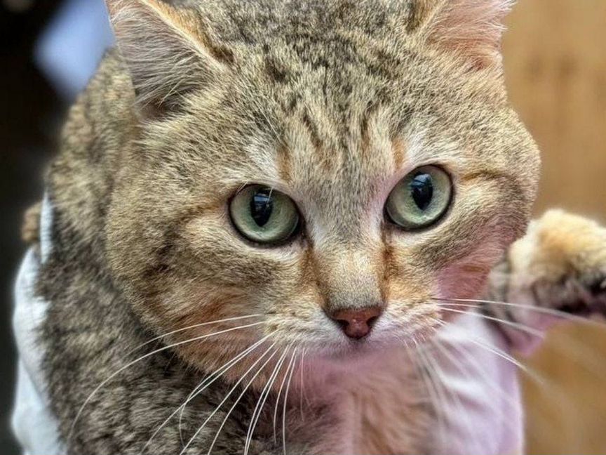 Очаровательный, щекастенький котик Пусик