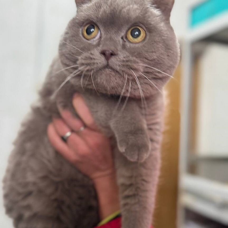 Британский короткошёрстный, взрослый кот