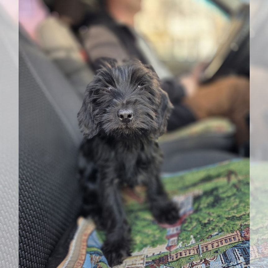 Щенок в добрые руки