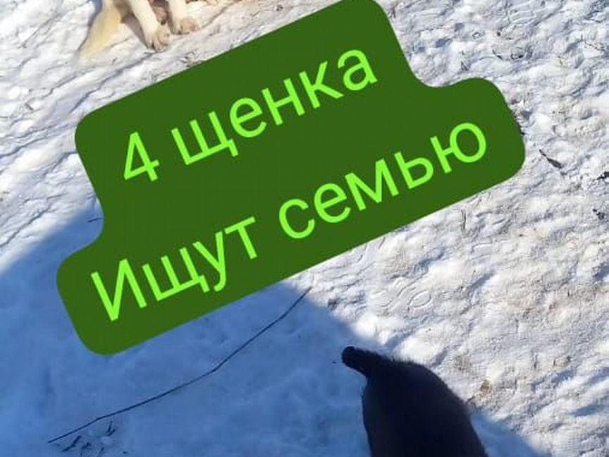 Отдам в добрые руки щенков от маленькой собачки