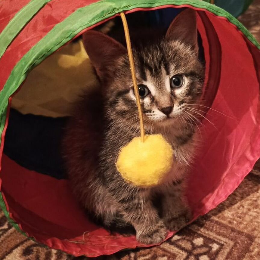 Котёнок в добрые руки