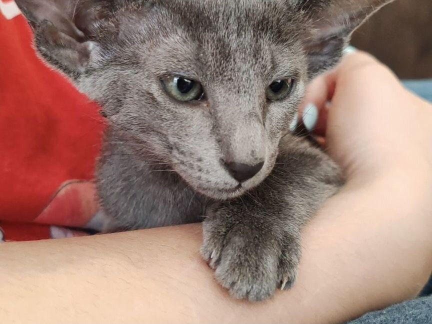 Орики супер котята