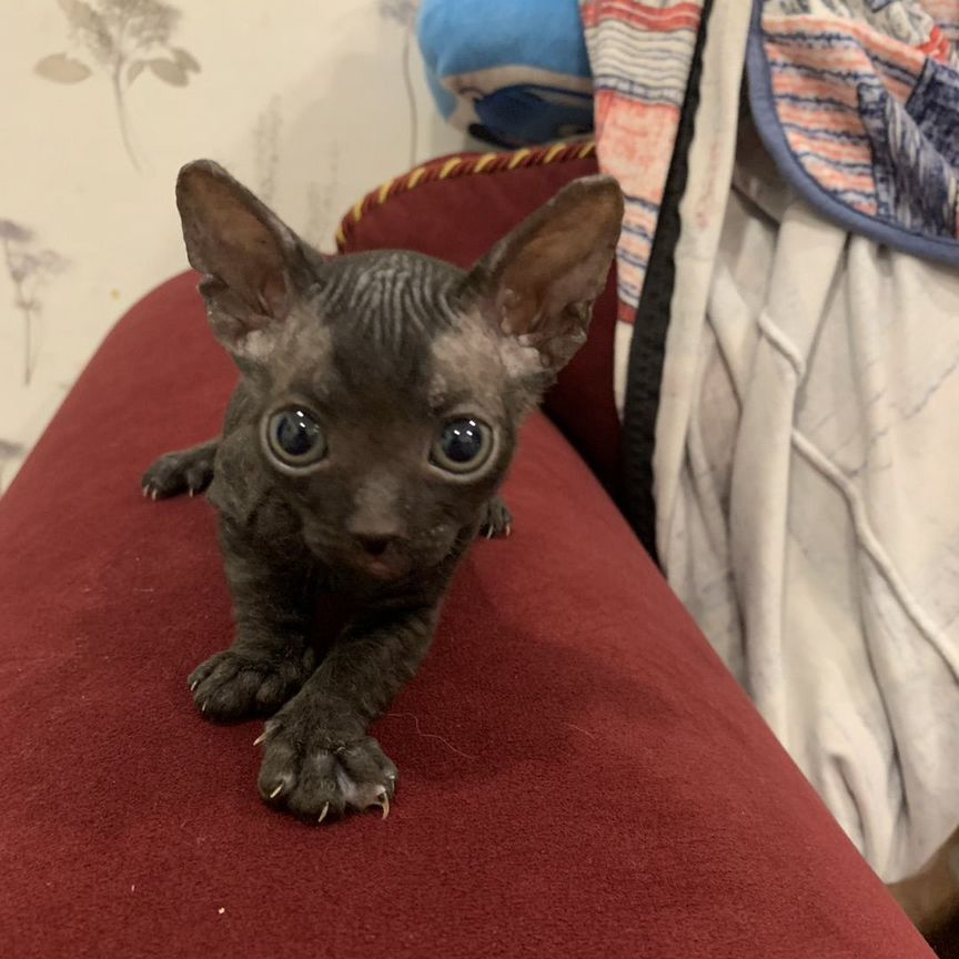 Канадский сфинкс котенок