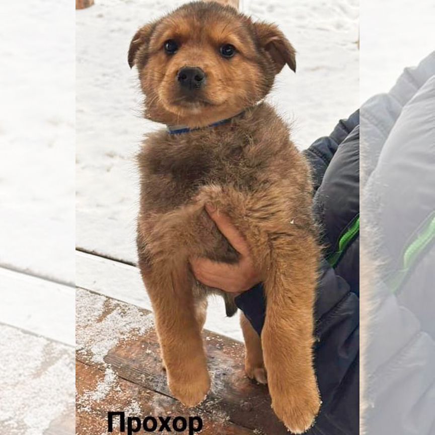 Преданный друг в дар