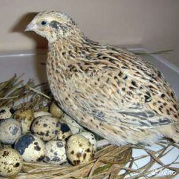 Перепелки несушки