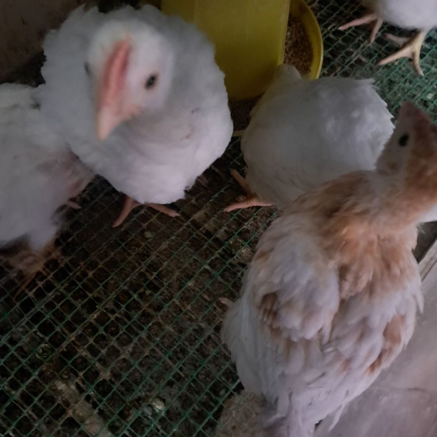 Цыплята бройлеры