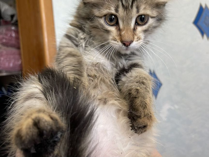 Котенок девочка спасена с улицы