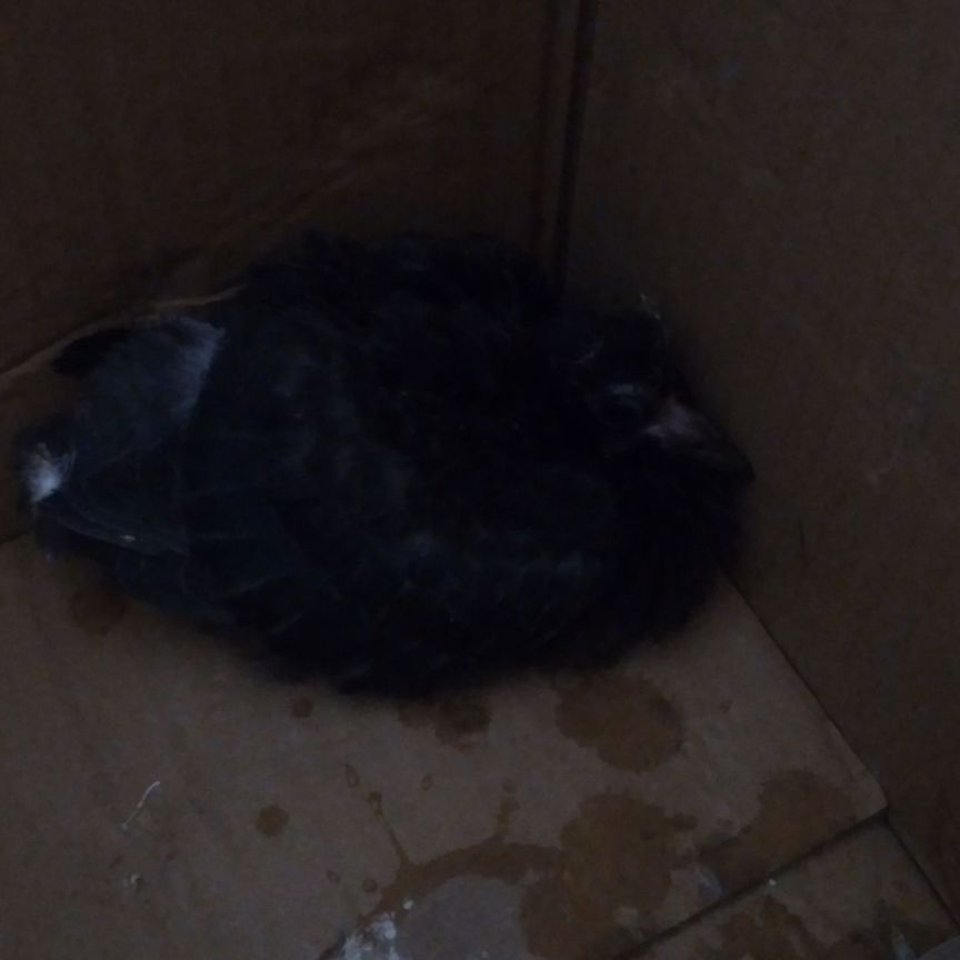 Птенец голубя