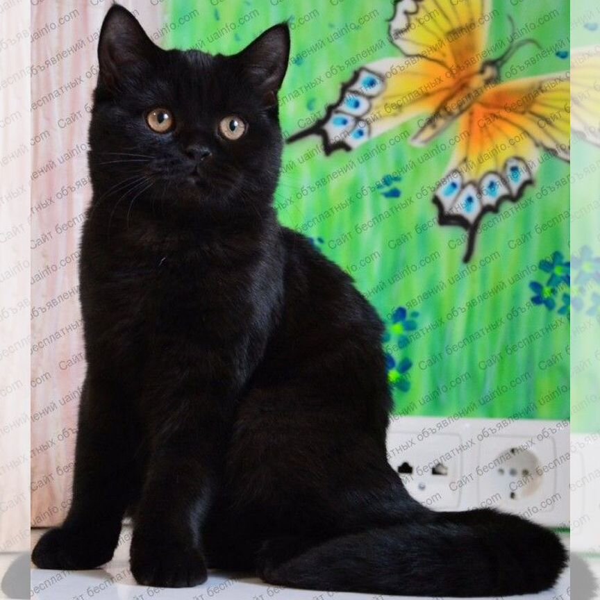 Котенок скоттиш страйт