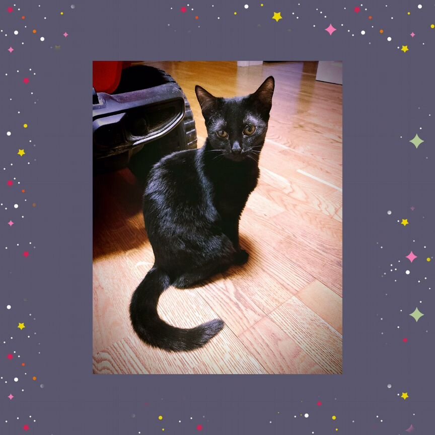 Бомбейская кошка Пума, 6 месяцев