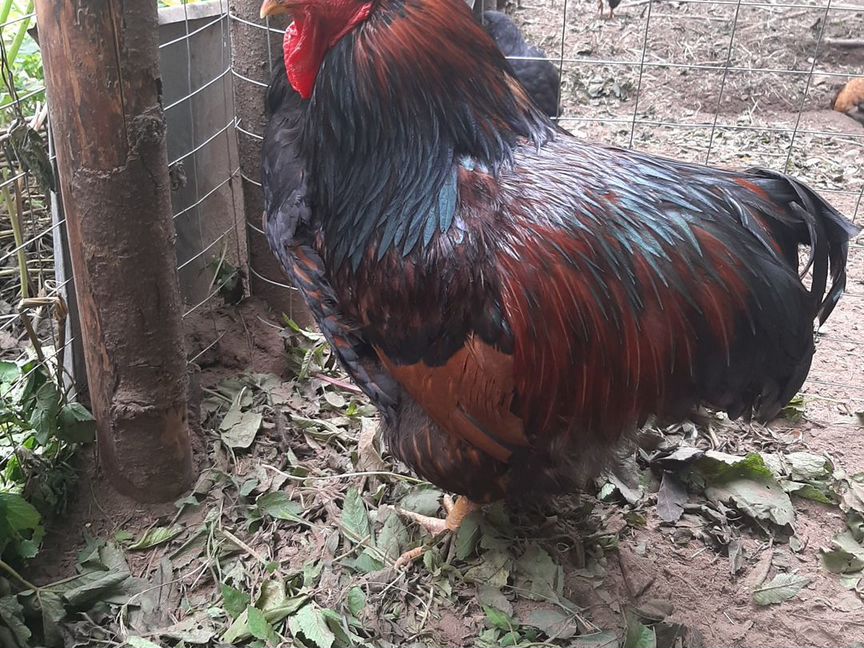 Молодой петушок барневельдер 1.1 год