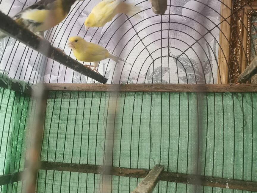 Канарейки