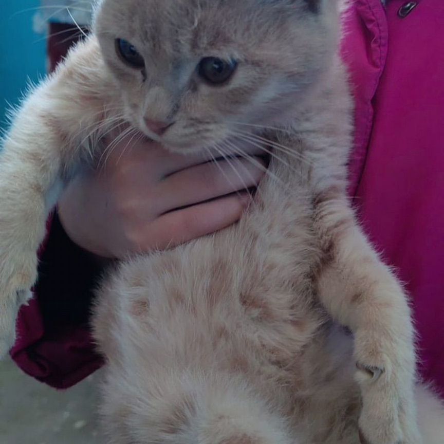 Отдам в добрые руки