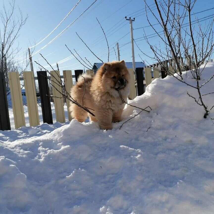 Щенок чау чау