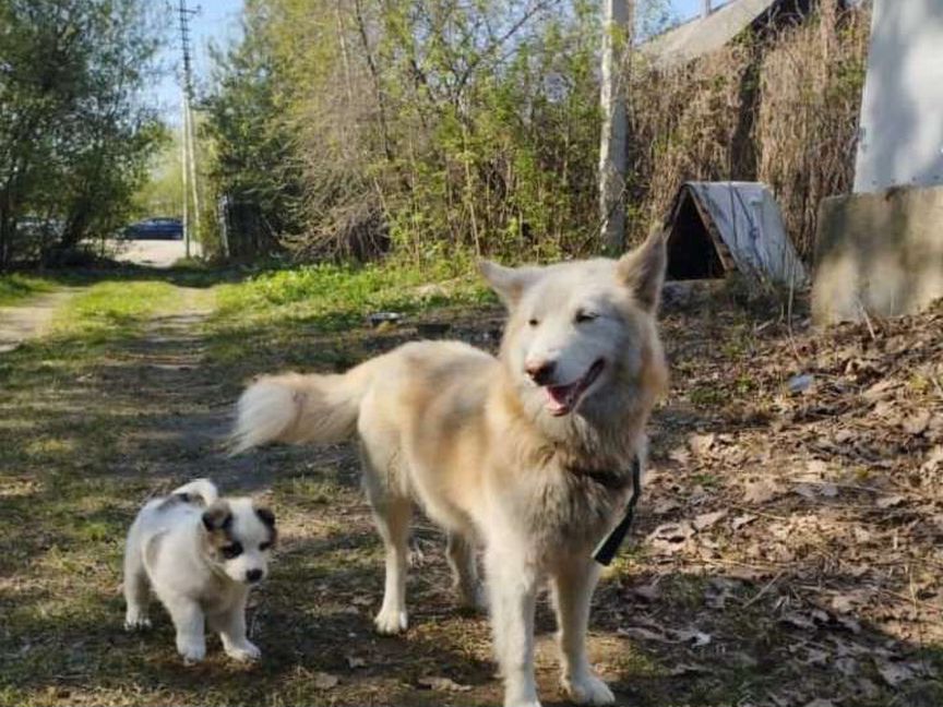 Собака ждет хозяев