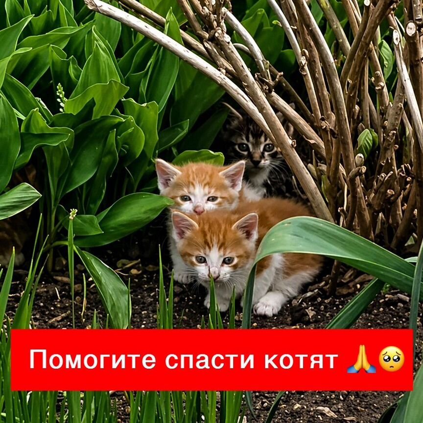 Котёнок в добрые руки
